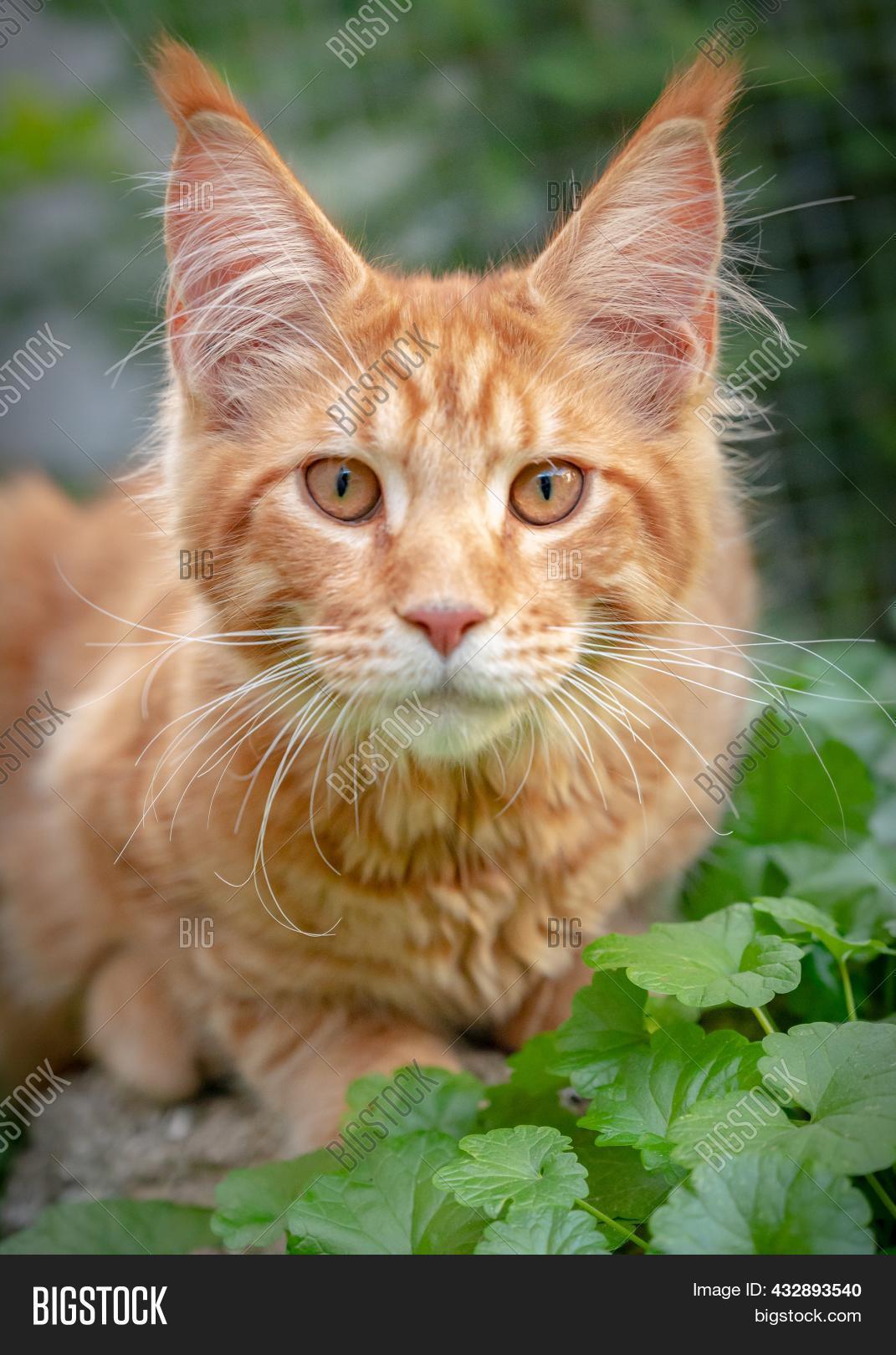 Playful Ginger Maine Image & Photo (Free Trial) | Bigstock