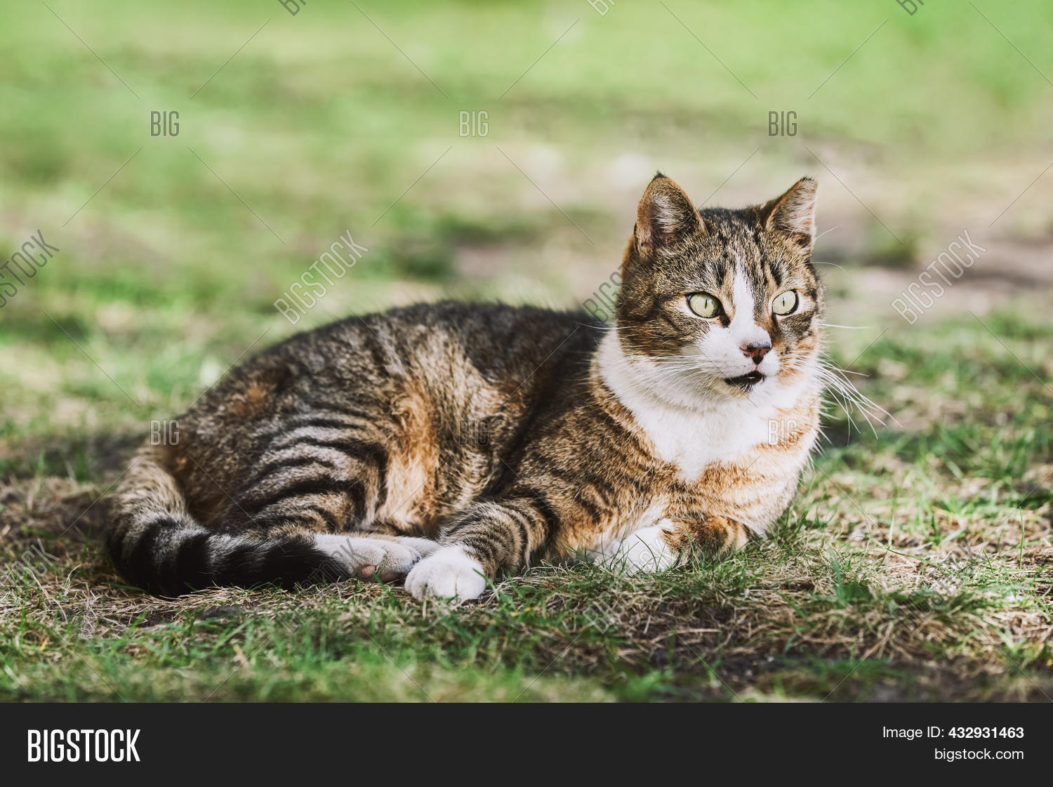 Beautiful Stray Cat Image & Photo (Free Trial) | Bigstock