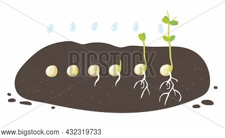 Germination Stages. Vector & Photo (Free Trial) | Bigstock