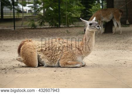 Cute Guanaco Zoo Image & Photo (Free Trial) | Bigstock