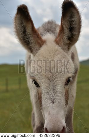Adorable Baby Burro Image & Photo (Free Trial) | Bigstock