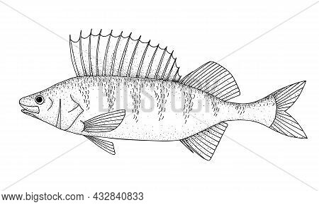 Perch. Hand Drawn Vector & Photo (Free Trial) | Bigstock