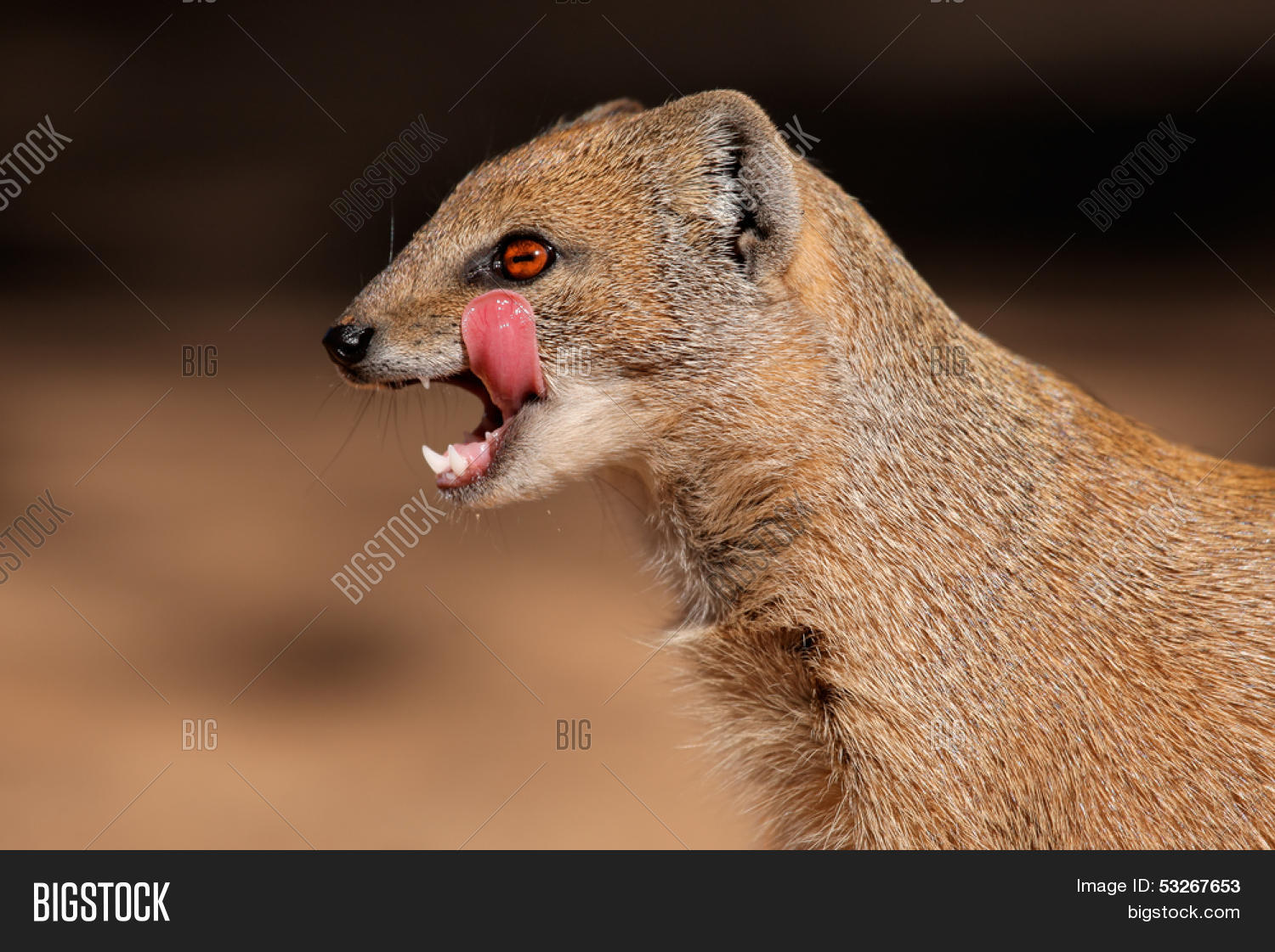 Close- Yellow Mongoose Image & Photo (Free Trial) | Bigstock