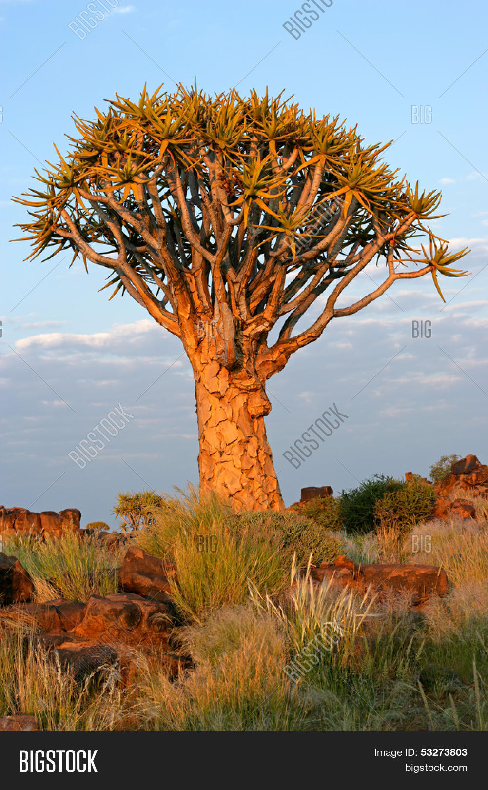 Quiver Tree (Aloe Image & Photo (Free Trial) | Bigstock