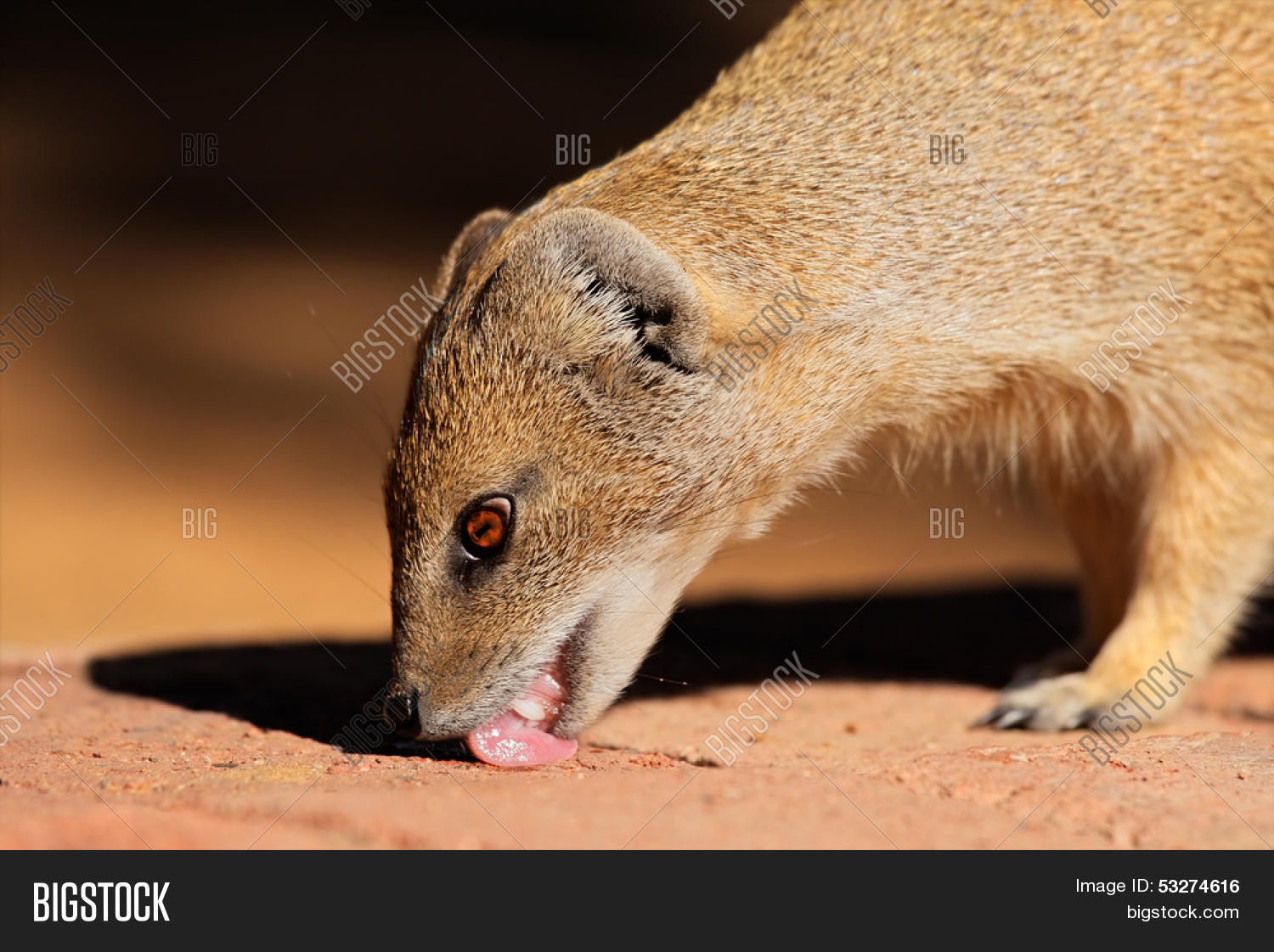Close- Yellow Mongoose Image & Photo (Free Trial) | Bigstock