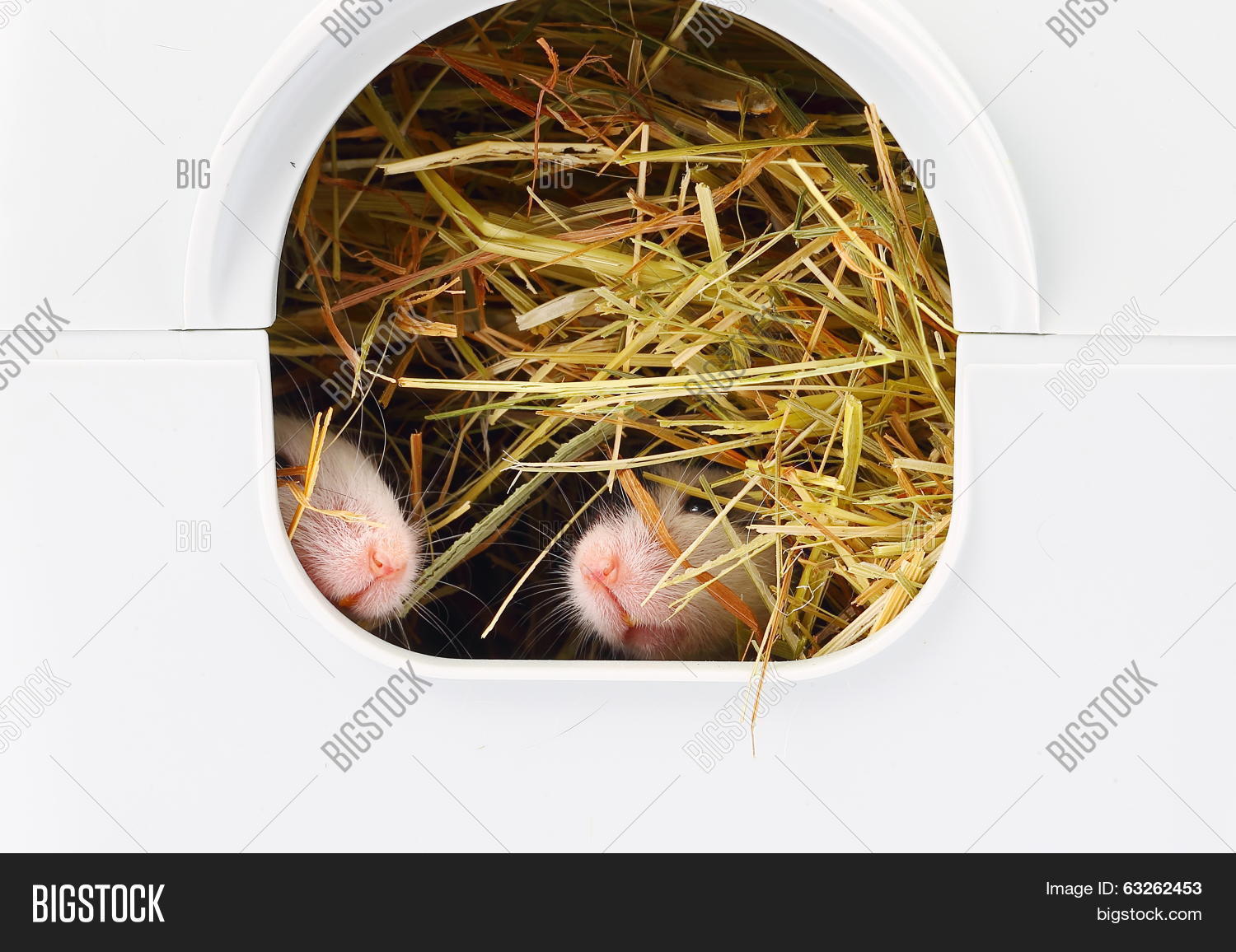 Two Little Mice Image & Photo (Free Trial) | Bigstock