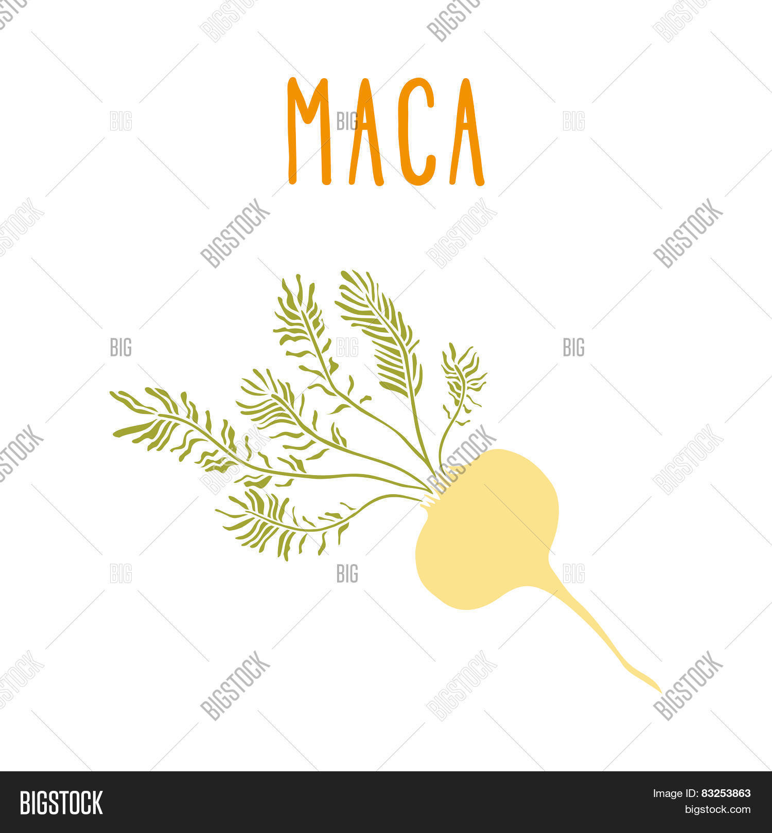 Maca Root Vector & Photo (Free Trial) | Bigstock