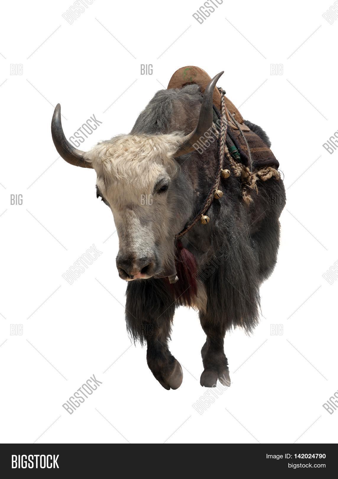 Brown Yak (Bos Mutus) Image & Photo (Free Trial) | Bigstock