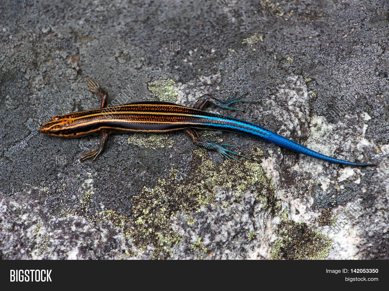 Common Five-lined Image & Photo (Free Trial) | Bigstock