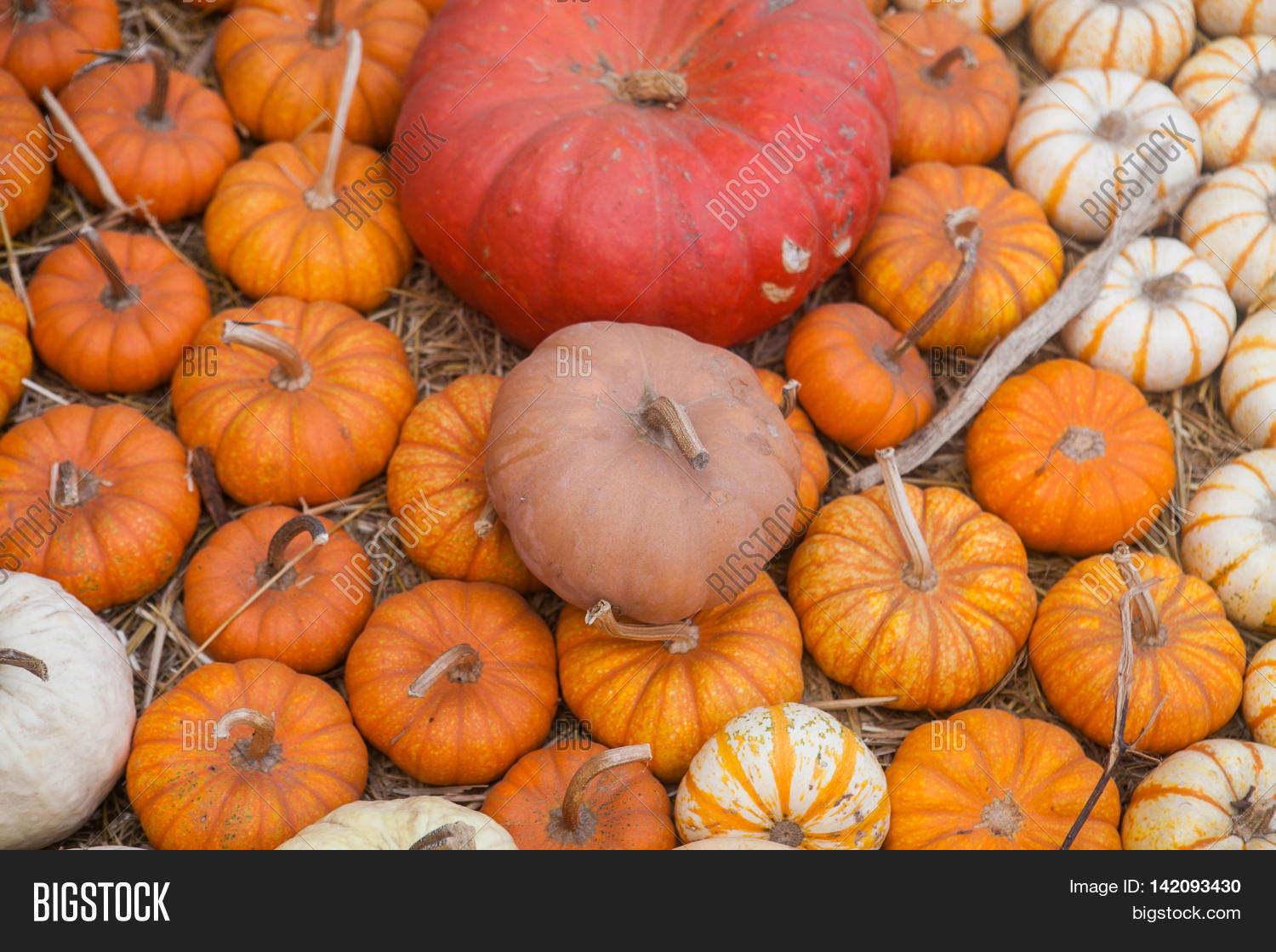 Autumn Pumpkin Image & Photo (Free Trial) | Bigstock
