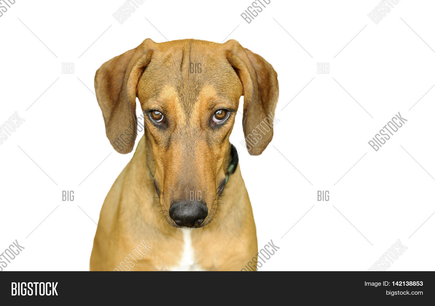 Dog Looking Isolated Image & Photo (Free Trial) | Bigstock