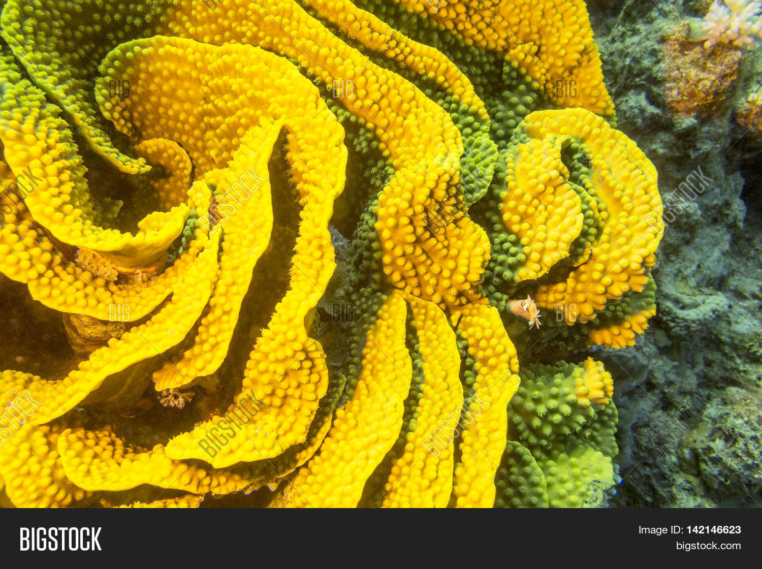Coral Reef Yellow Image & Photo (Free Trial) | Bigstock
