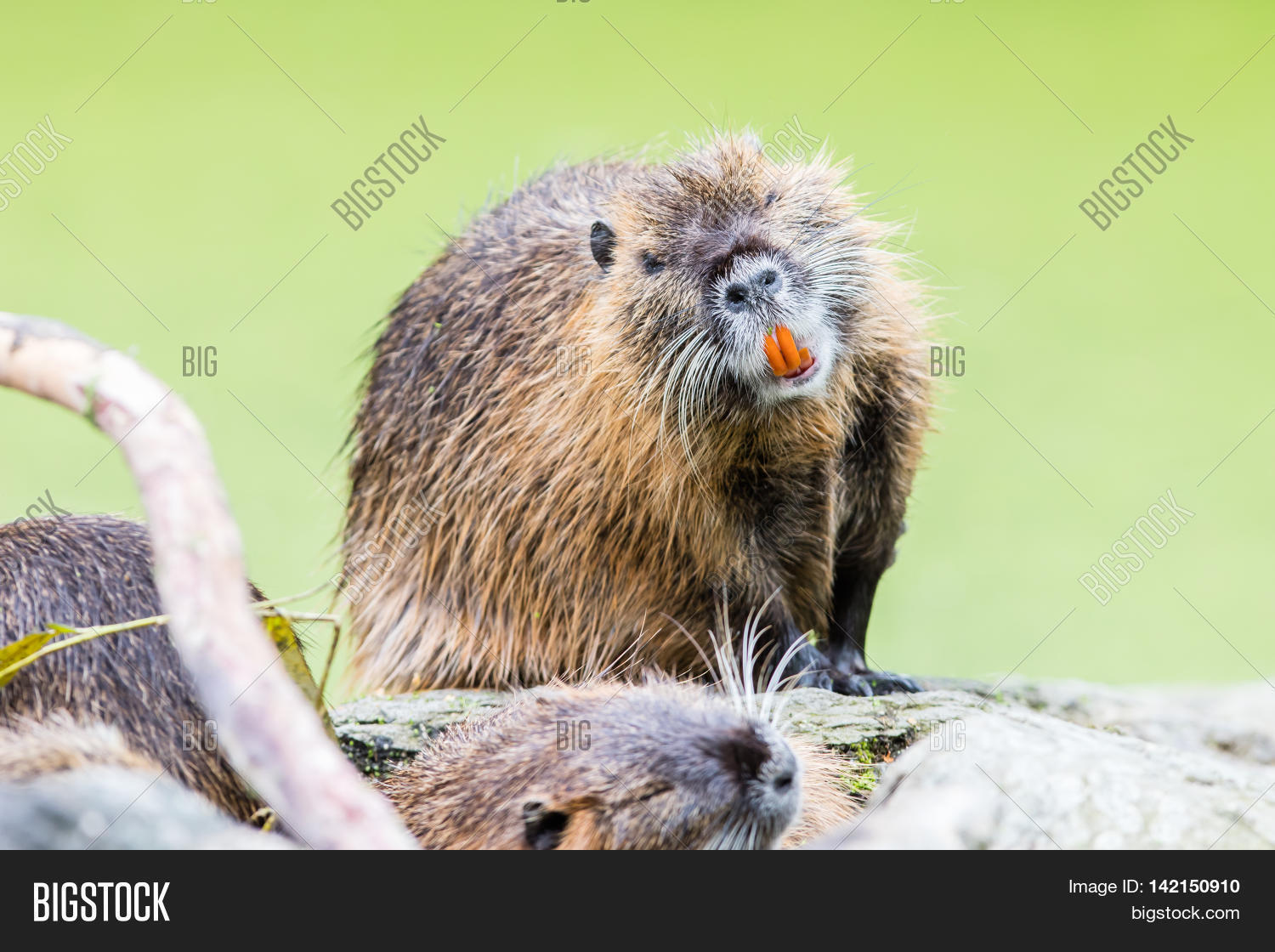 Myocastor Coypus, Image & Photo (Free Trial) | Bigstock
