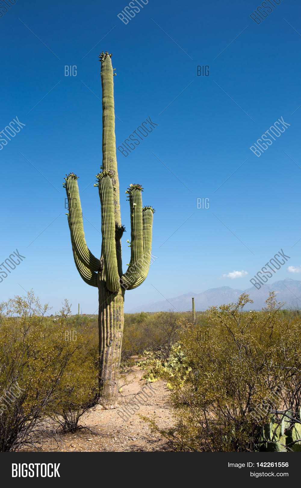 Giant Saguaro Cactus Image & Photo (Free Trial) | Bigstock