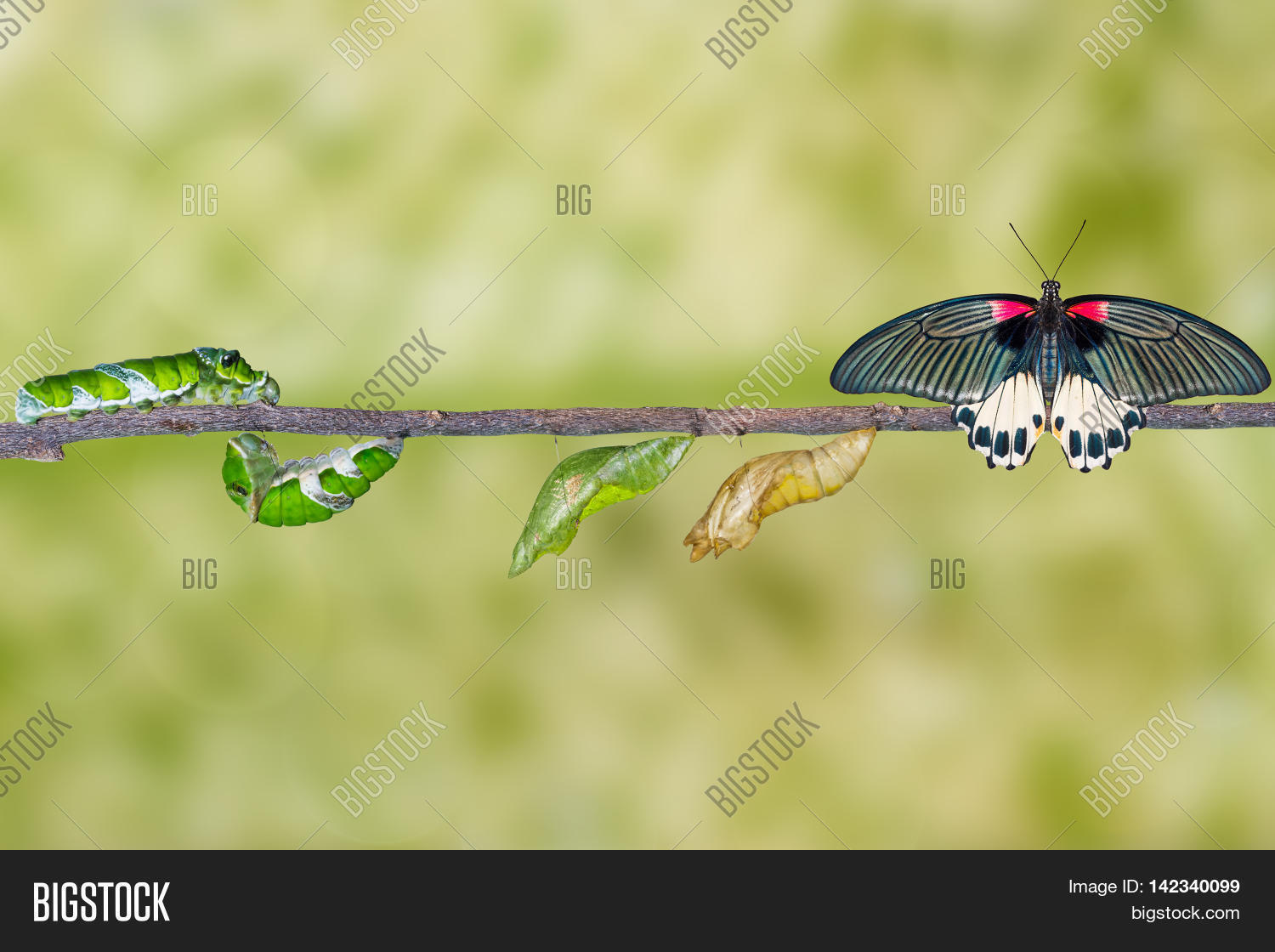 Life Cycle Female Image & Photo (Free Trial) | Bigstock