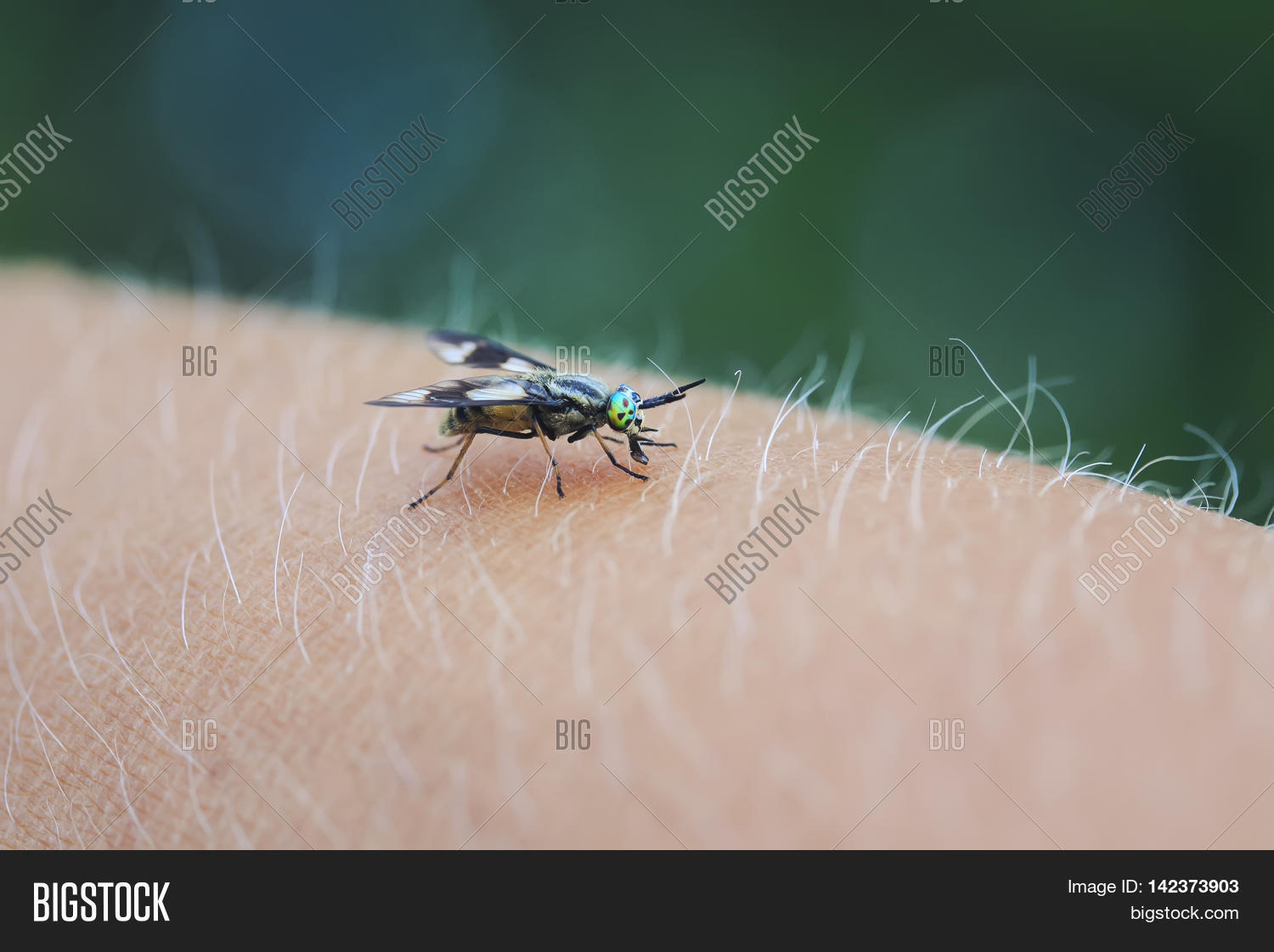 Insect Gadfly Big Eyes Image & Photo (Free Trial) | Bigstock