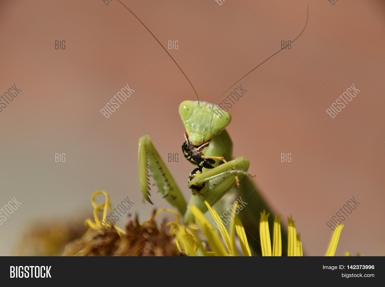 Female Praying Mantis Image & Photo (Free Trial) | Bigstock