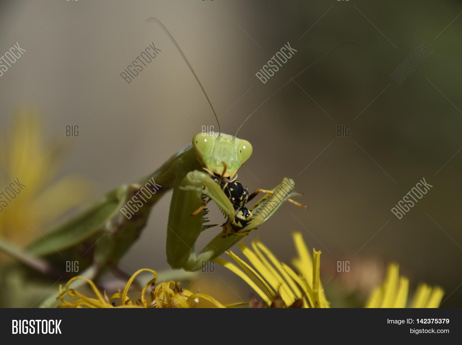 Female Praying Mantis Image & Photo (Free Trial) | Bigstock