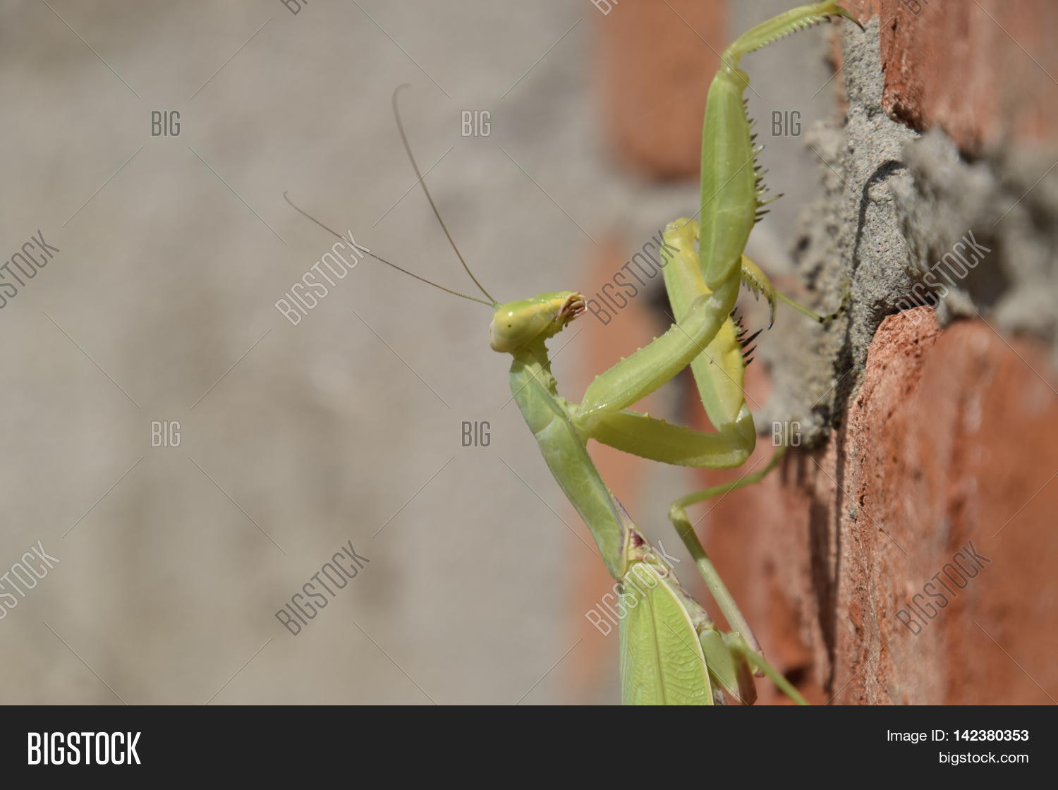 Mantis, Climbing On Image & Photo (Free Trial) | Bigstock