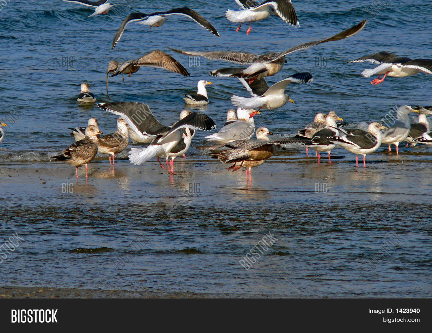 Slaty-Backed Gull ( Image & Photo (Free Trial) | Bigstock