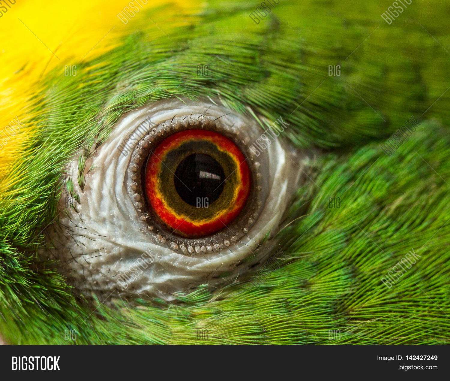 Close Shot Parrot Eye Image & Photo (Free Trial) | Bigstock