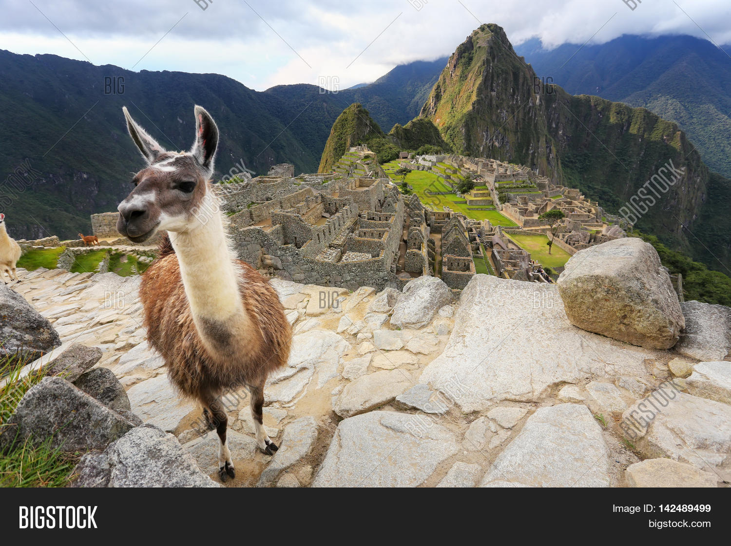 Llama Standing Machu Image & Photo (Free Trial) | Bigstock