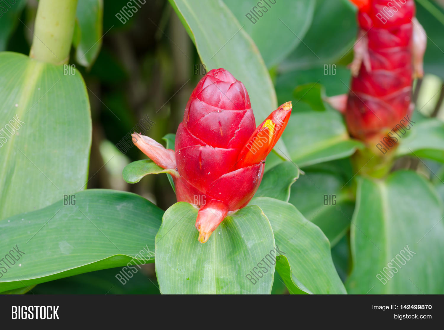 Indian Head Ginger Image & Photo (Free Trial) | Bigstock