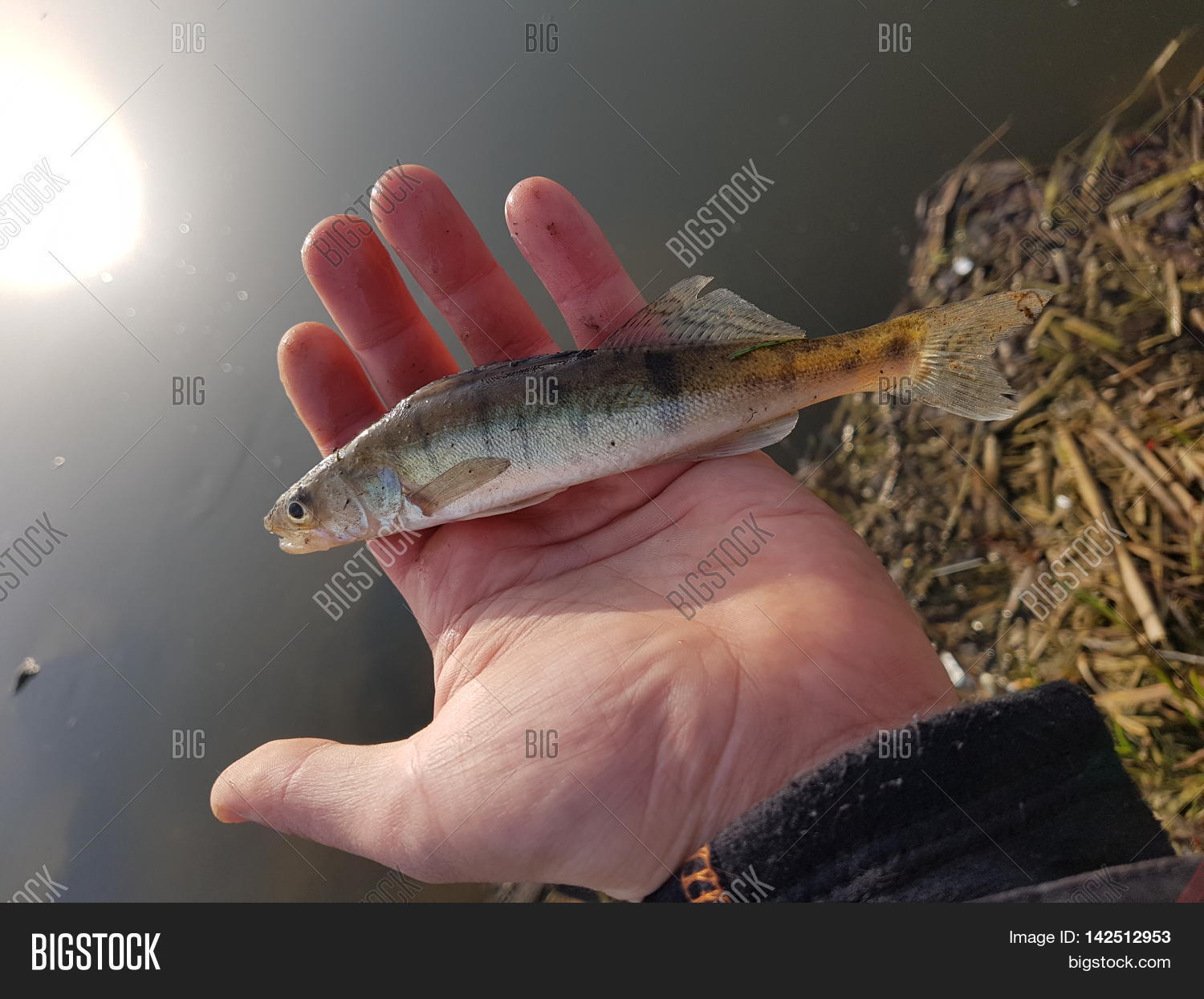 Small Zander Hand, Image & Photo (Free Trial) | Bigstock