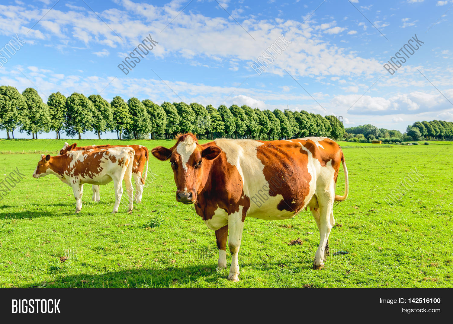 Red White Cows Green Image & Photo (Free Trial) | Bigstock