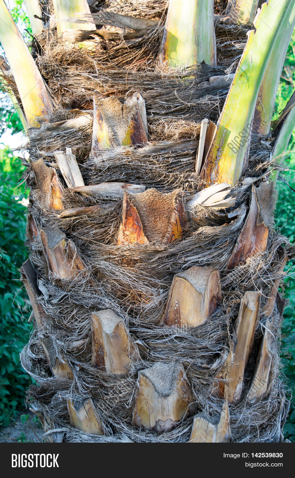 Palm Tree Bark. Image & Photo (Free Trial) | Bigstock