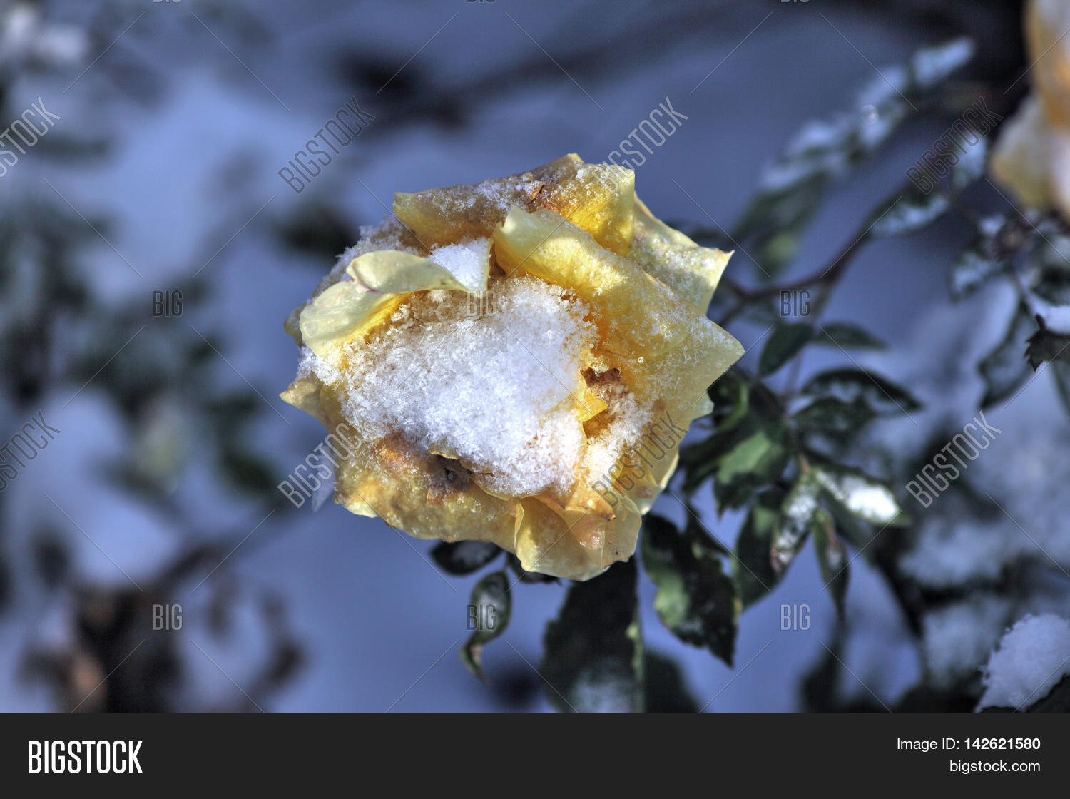 Yellow Rose Snow. Snow Image & Photo (Free Trial) | Bigstock