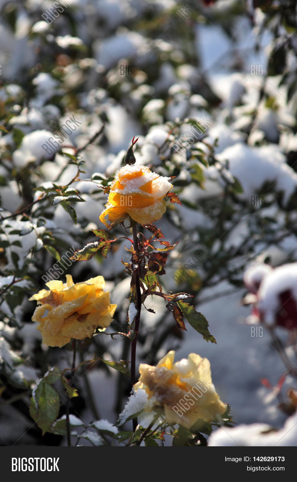 Yellow Rose Snow. Snow Image & Photo (Free Trial) | Bigstock