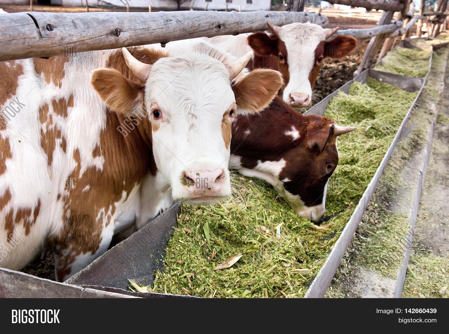 Cows Eat Silage Image & Photo (Free Trial) | Bigstock