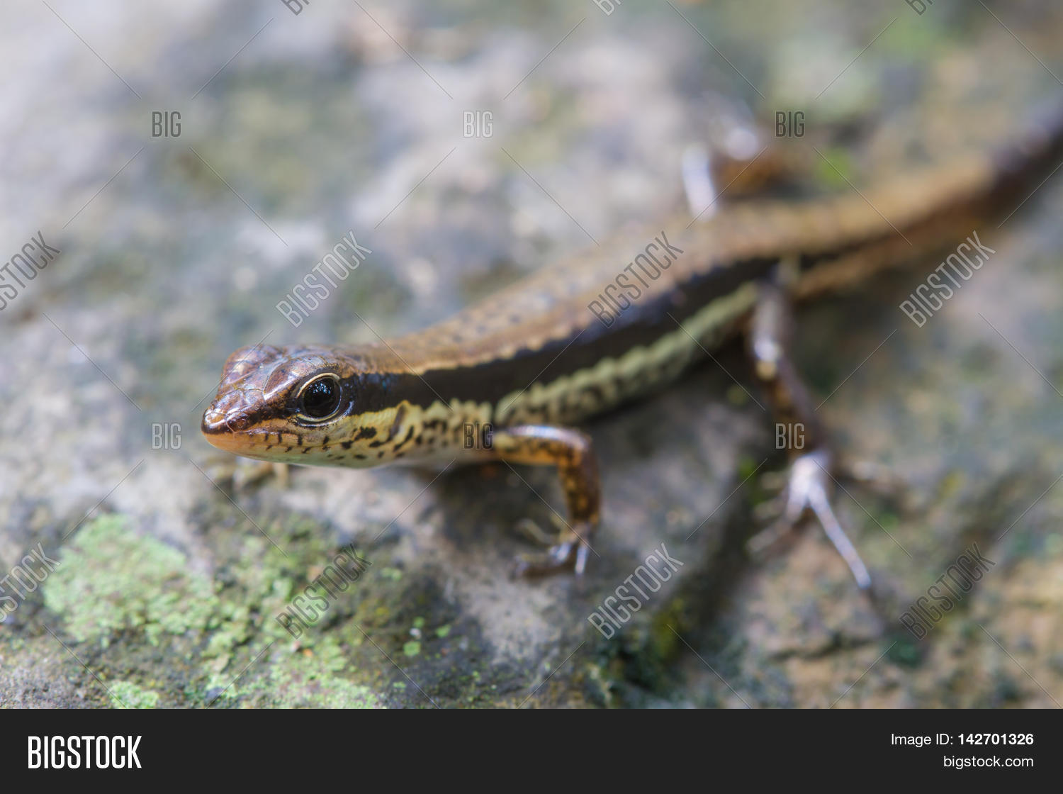 Common Forest Skink Image & Photo (Free Trial) | Bigstock