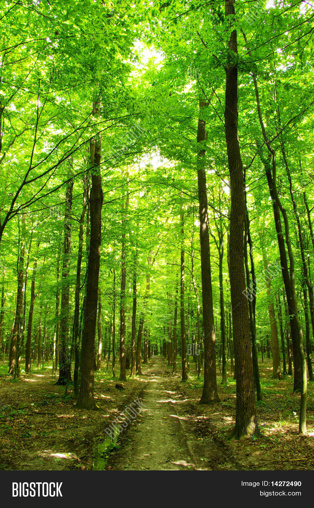 Path Green Forest Image & Photo (Free Trial) | Bigstock