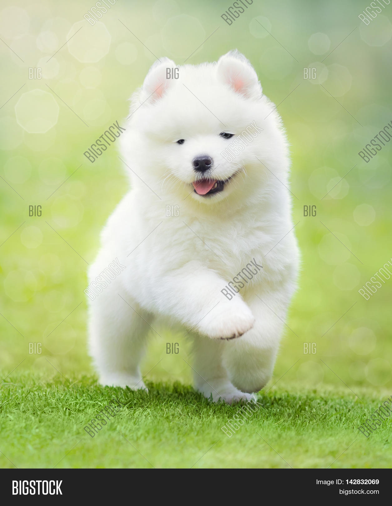 White Puppy Samoyed Image & Photo (Free Trial) | Bigstock