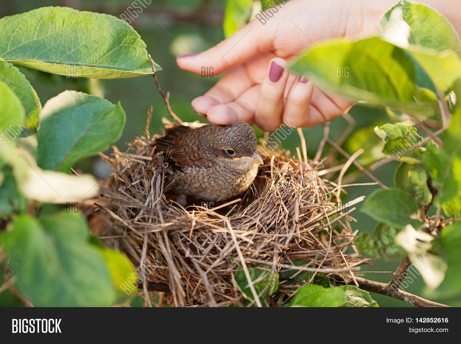 Human Hand Touching Image & Photo (Free Trial) | Bigstock