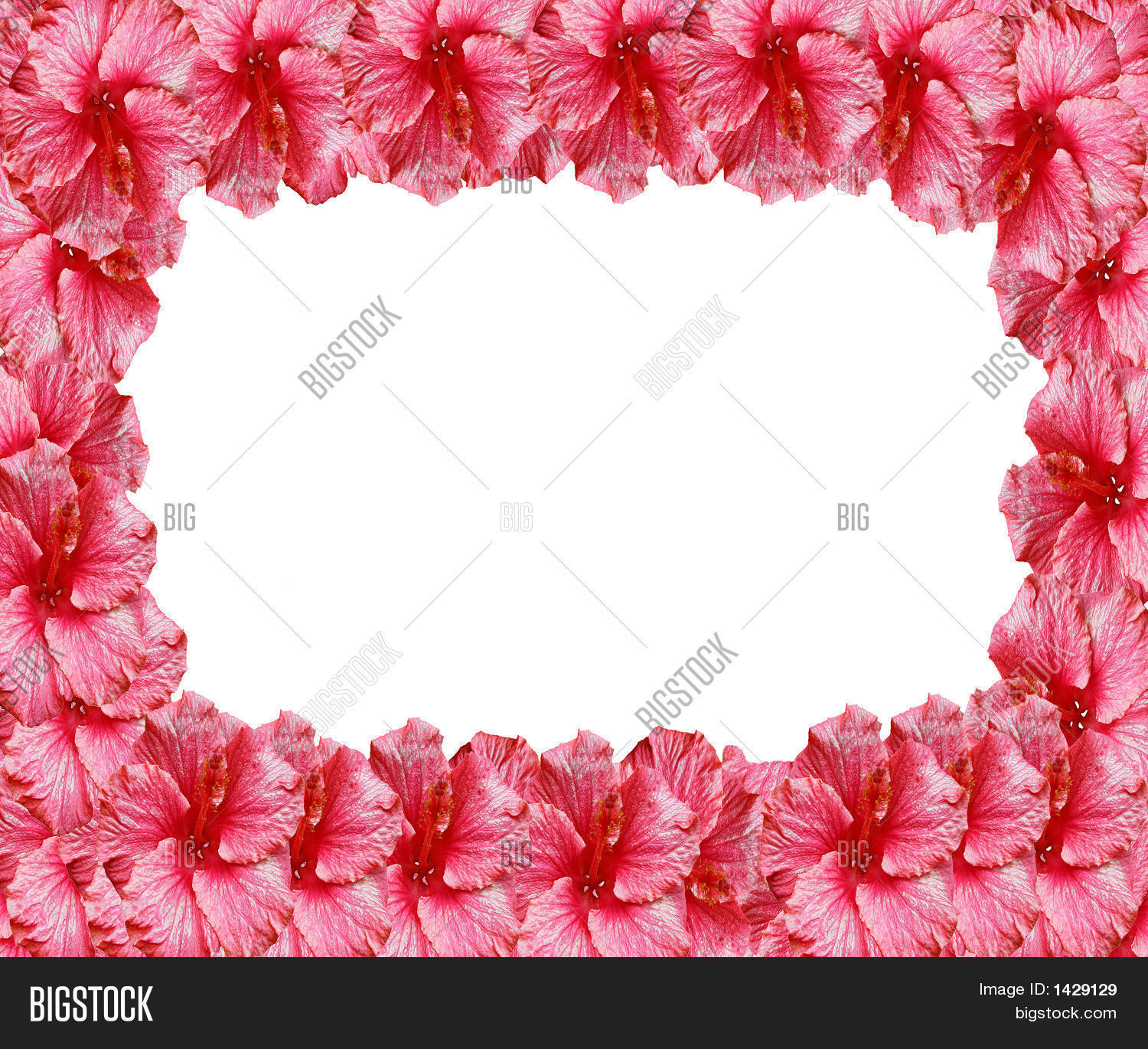 Pink Flowers Border Image & Photo (Free Trial) | Bigstock