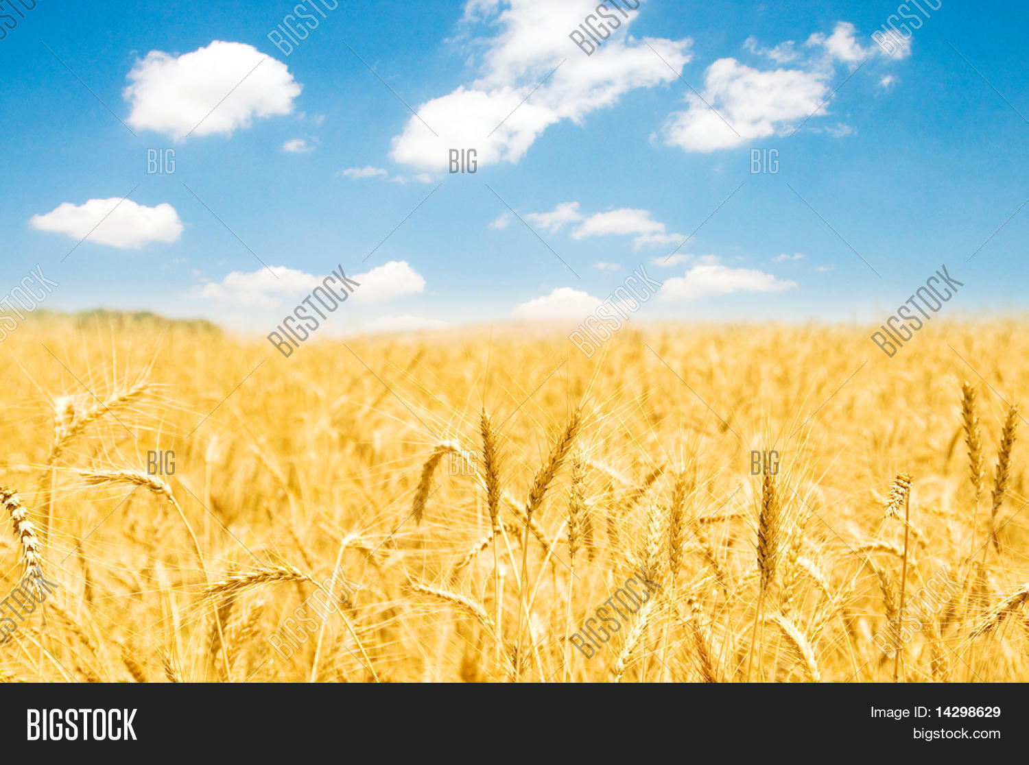 Wheat Field On Bright Image & Photo (Free Trial) | Bigstock