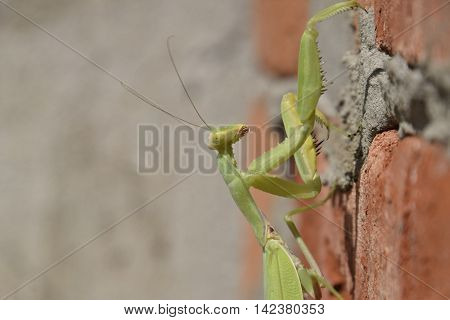 Mantis, Climbing On Image & Photo (Free Trial) | Bigstock
