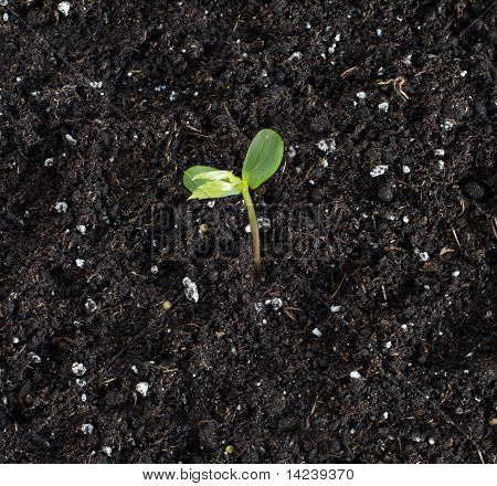 Apple Tree Sprout Image & Photo (Free Trial) | Bigstock