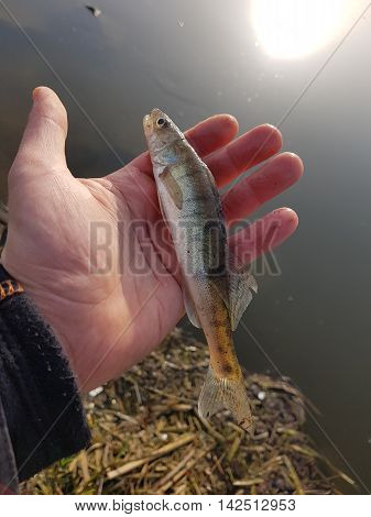 Small Zander Hand, Image & Photo (Free Trial) | Bigstock