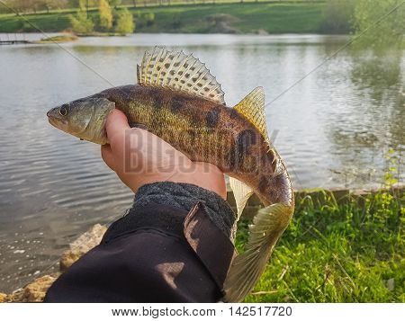 Zander Hand, Good Image & Photo (Free Trial) | Bigstock