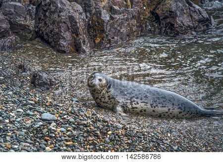 Spotted Seals Larga On Image & Photo (Free Trial) | Bigstock