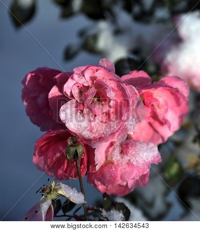 Pink Rose Snow. Snow Image & Photo (Free Trial) | Bigstock