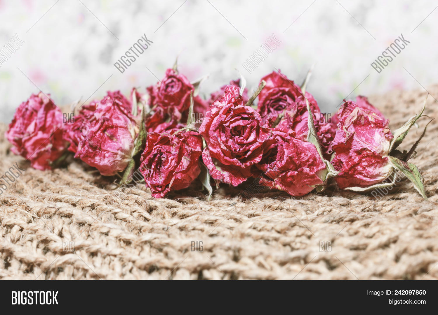 Dry Red Roses Image & Photo (Free Trial) | Bigstock
