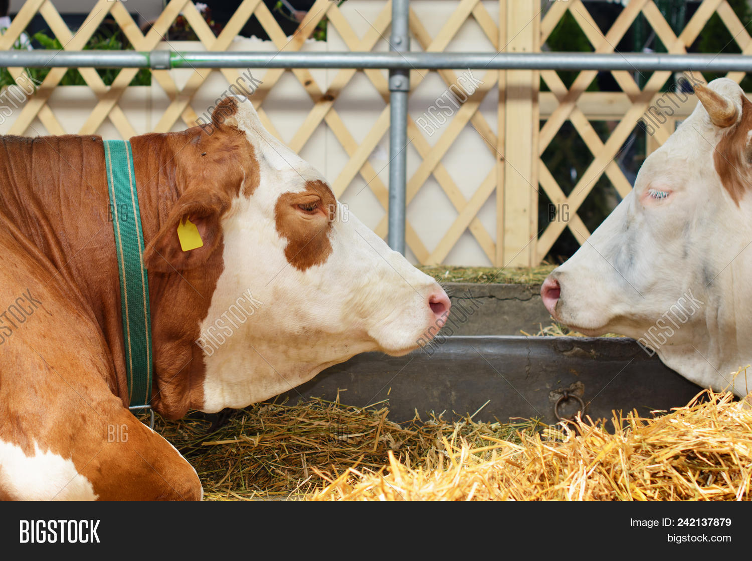 Simmental Cow Head, Image & Photo (Free Trial) | Bigstock