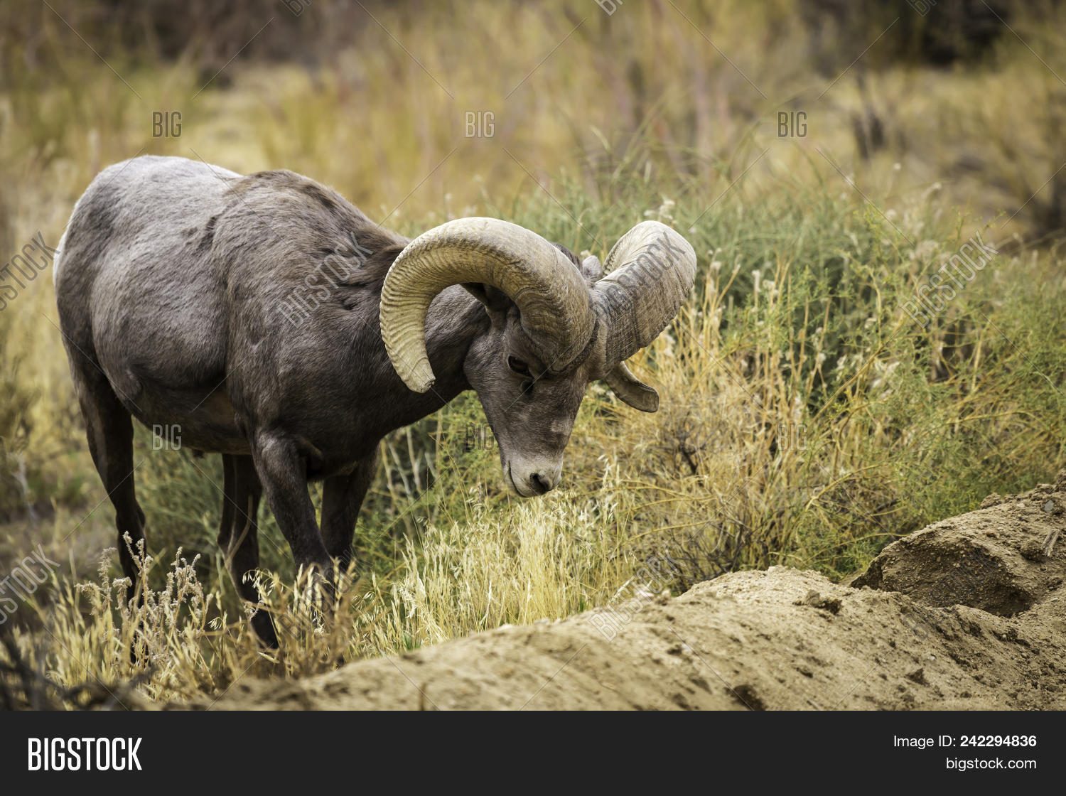 Grazing Male (ram) Big Image & Photo (Free Trial) | Bigstock