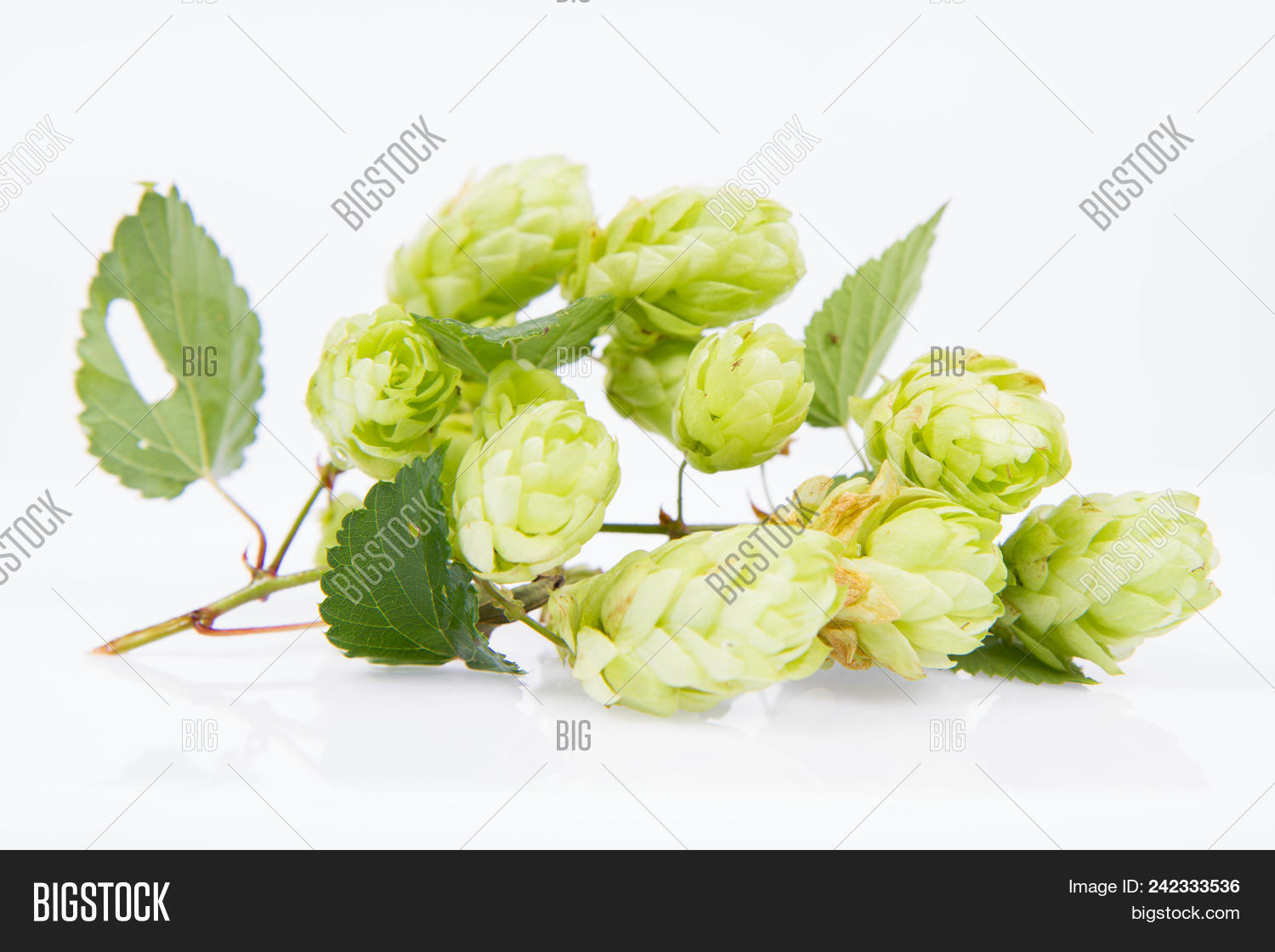 Hops - Flowers Hop Image & Photo (Free Trial) | Bigstock