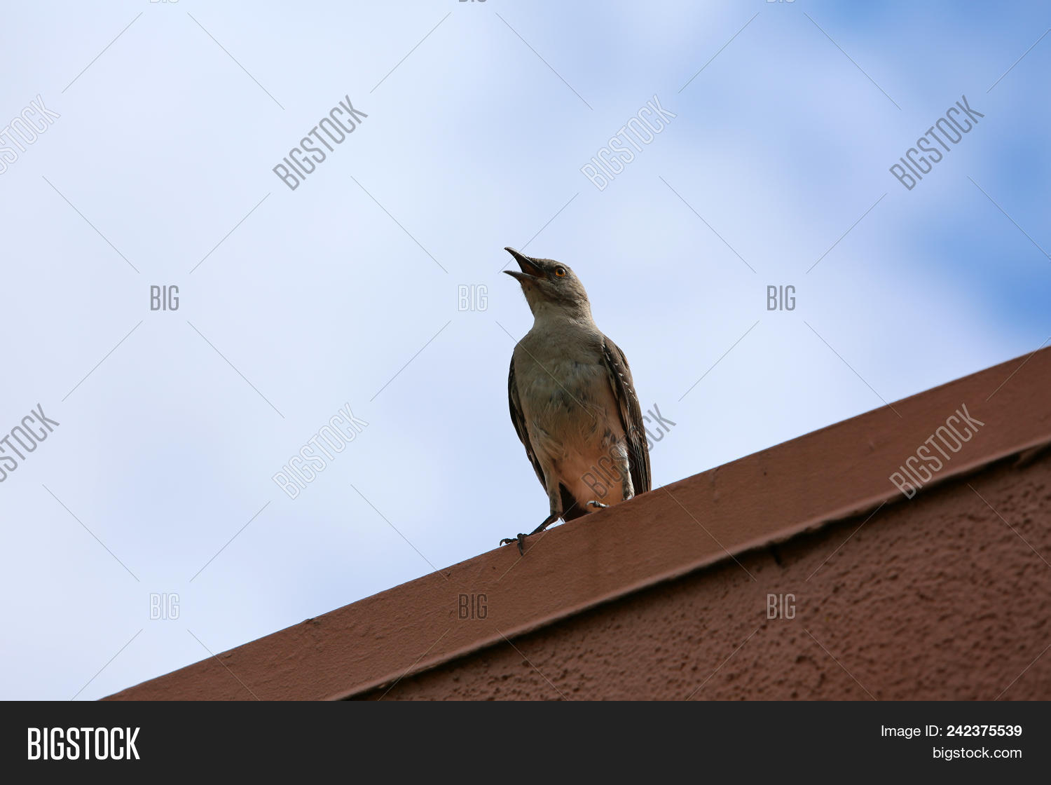 Northern Mockingbird. Image & Photo (Free Trial) | Bigstock